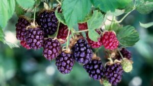 Boysenberry: A Unique and Delicious Hybrid Berry