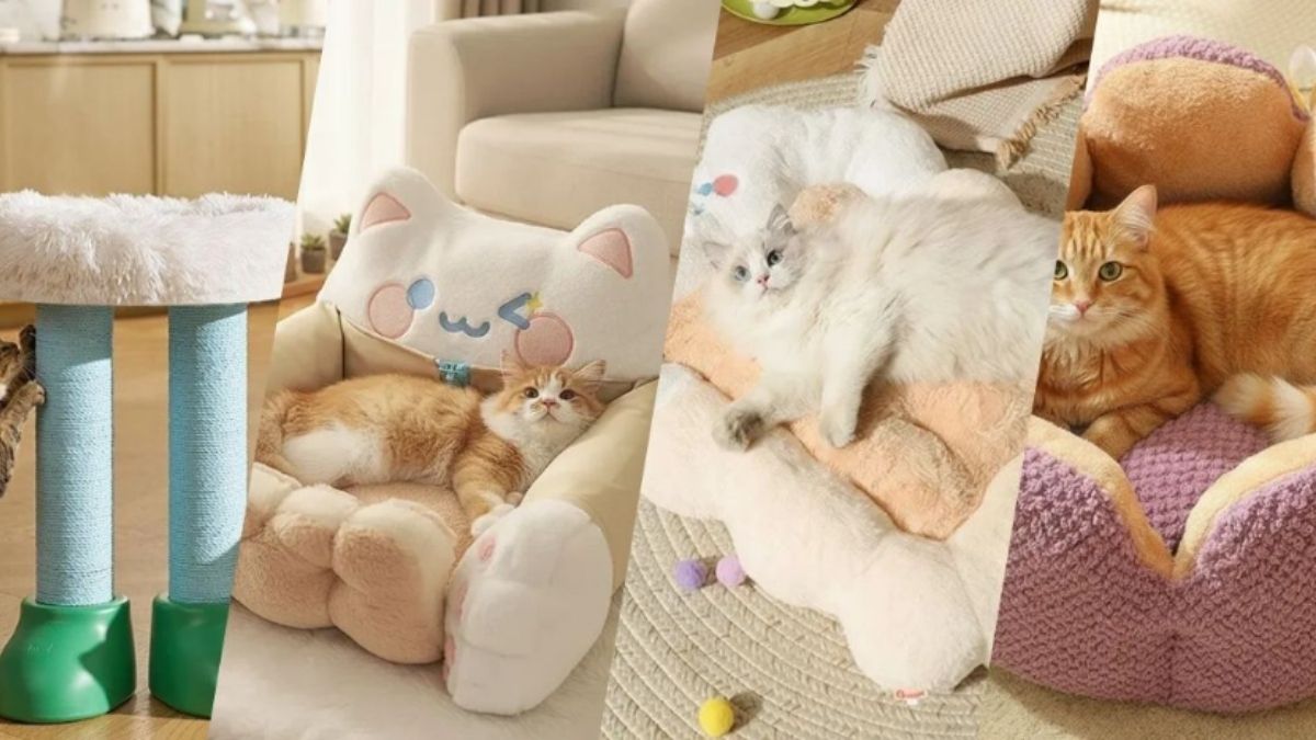 The Best Cat Couch Options from KtKitty: Comfort Meets Style for Your ...